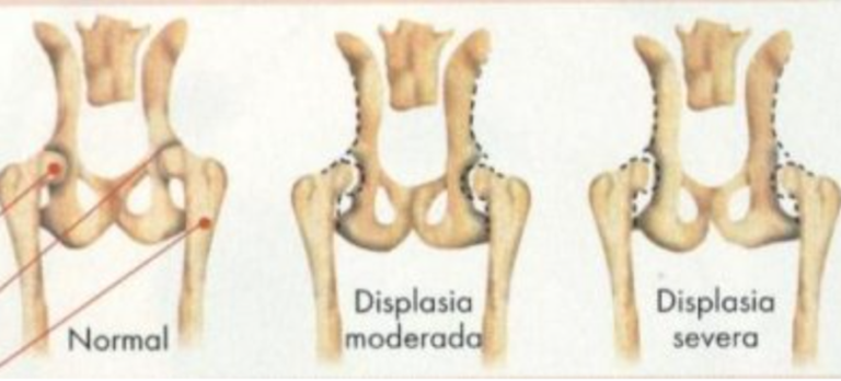 DISPLASIA COXOFEMORAL EM CÃES E GATOS – ISSN 1678-0817 Qualis B2
