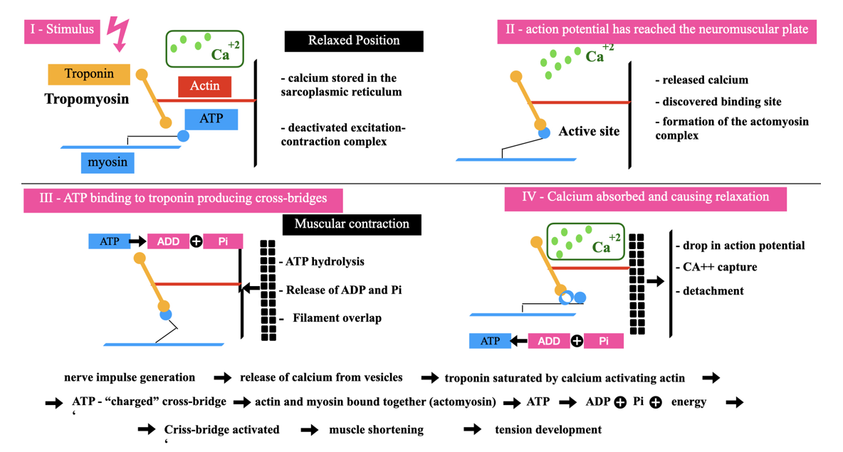 GOIZ REFLEX THE IMPORTANCE OF THE RIGHT HEMIBODY IN MEDICINAL ...