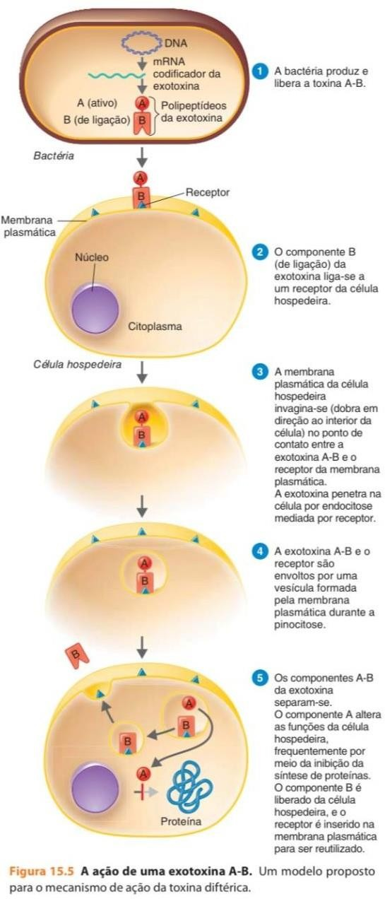 O IMPACTO DAS INFECÇÕES BACTERIANAS NAS CÉLULAS-TRONCO HEMATOPOIÉTICAS ...