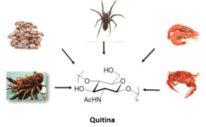 QUITINA E QUITOSANA: UMA REVISÃO SOBRE OS PROCESSOS DE OBTENÇÃO E ...